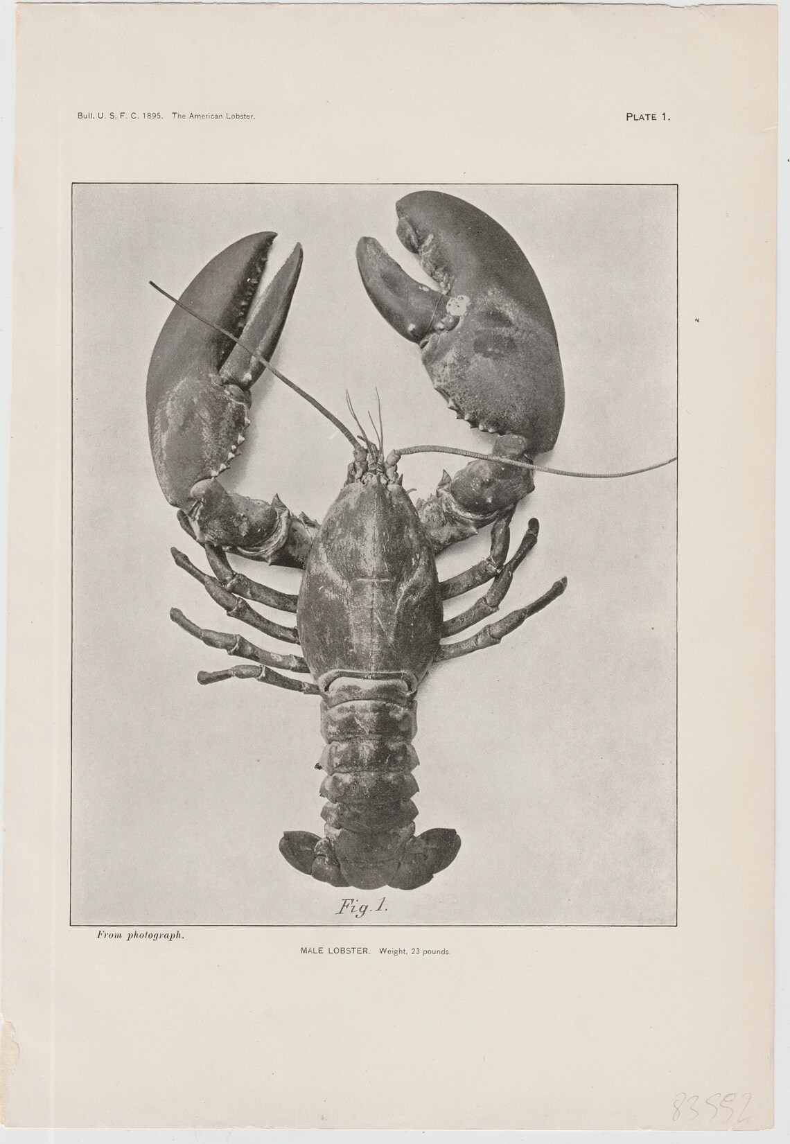C. 1895 LOBSTER Lithograph • Original Antique Print • Sea Life • Marine ...