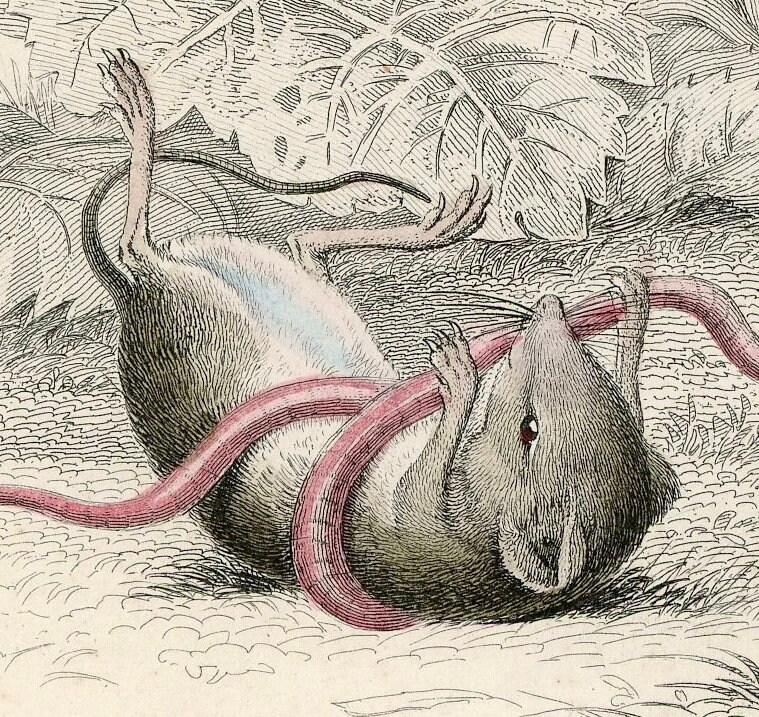 C. 1845 HARVEST MICE Engraving • Original Antique Print • Rodent Print ...