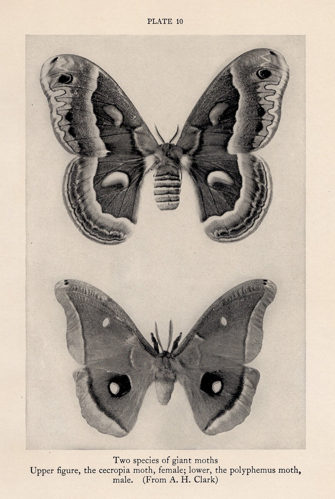 C. 1934 GIANT MOTHS Print Vintage Insect Print Vintage | Etsy