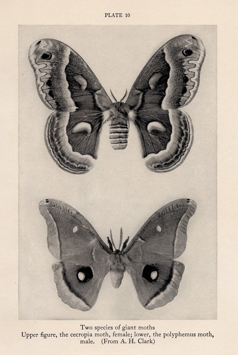 C. 1934 GIANT MOTHS Print - Vintage Insect Print - Vintage Entomology ...