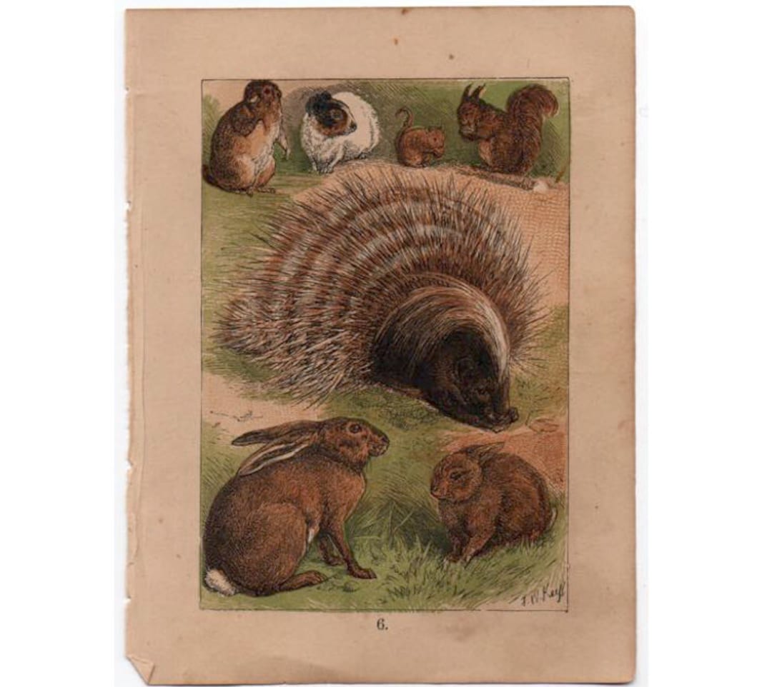 1882 Rodents ANTIQUE ANIMAL Lithograph • Original Antique Wild Animal ...