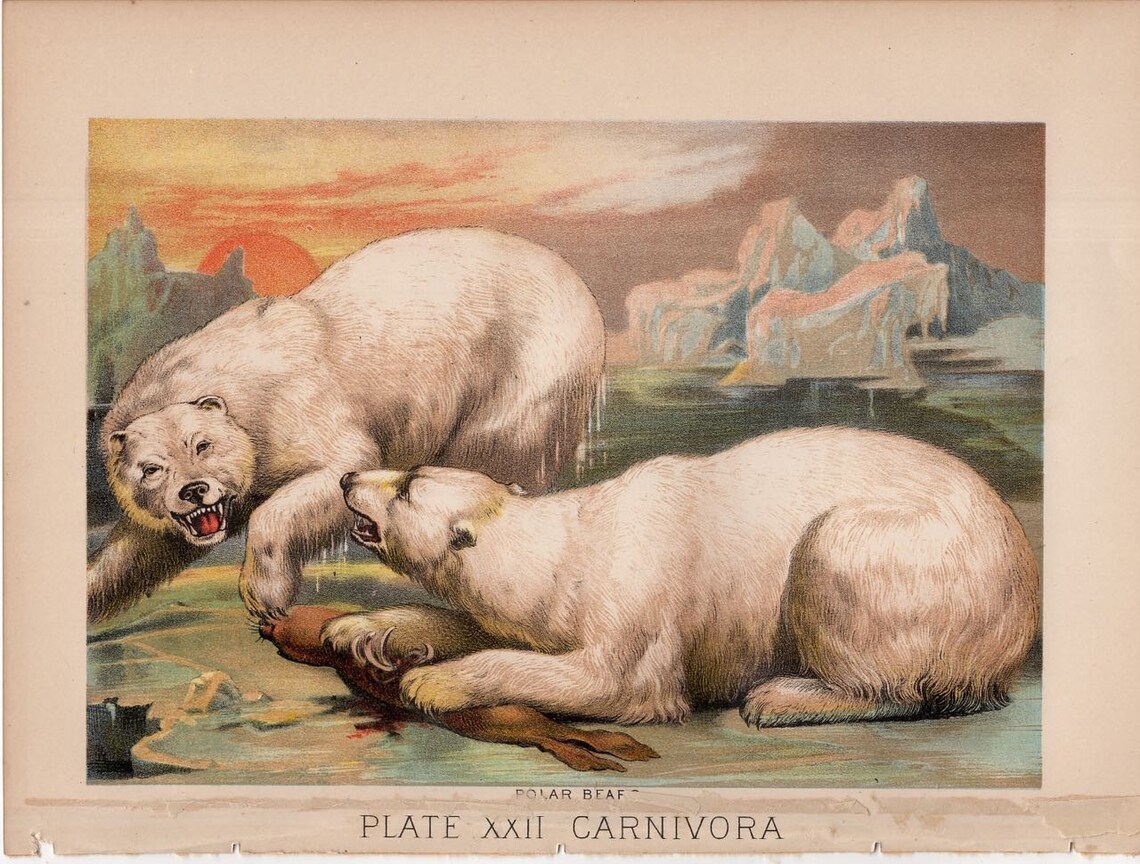 C. 1880 POLAR BEARS LITHOGRAPH Original Antique Print Wild - Etsy