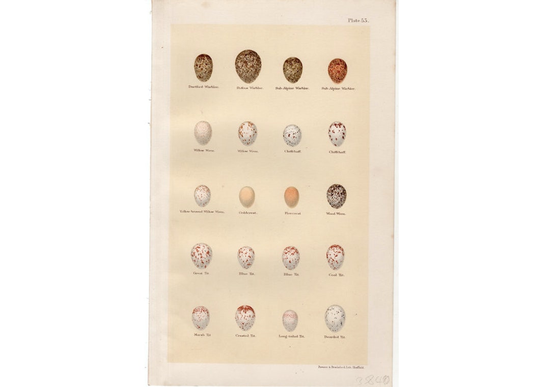 C. 1896 BIRD EGGS Lithograph • Original Antique Print • Antique Egg ...