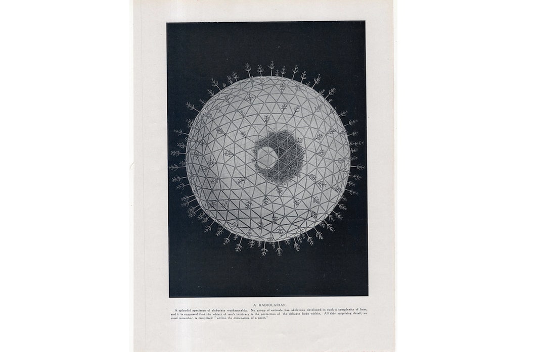 C. 1920 RADIOLARIAN Lithograph • Original Antique Print • Radiozoa ...