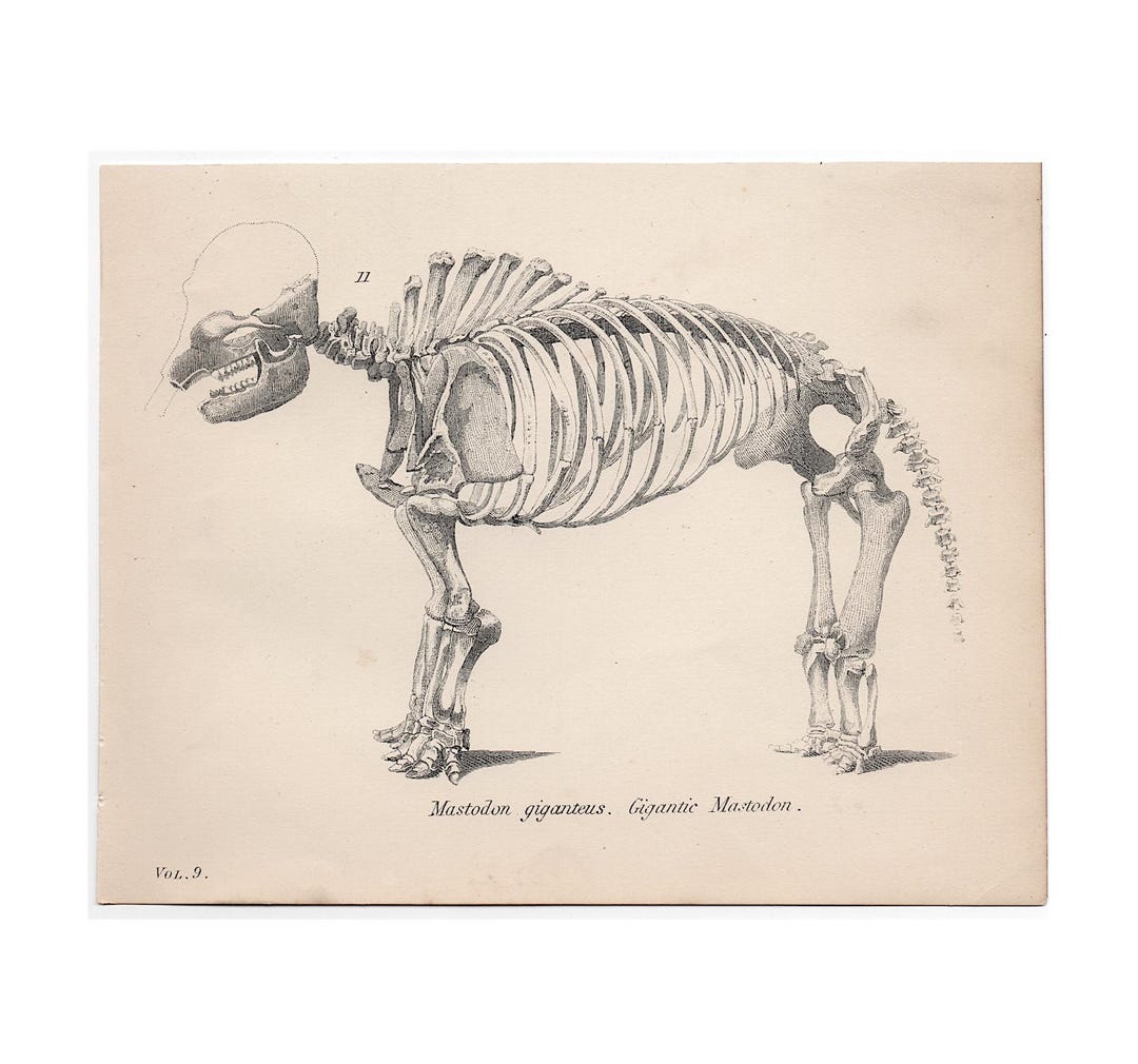 MASTODON SKELETON Print C. 1880 • Original Antique Print • Prehistoric ...