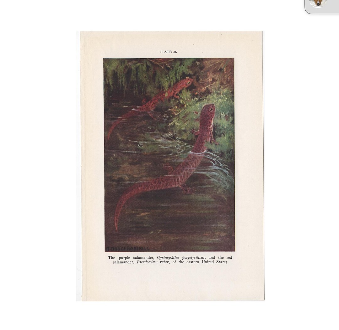 SALAMANDERS Lithograph C. 1934 - Original Vintage Print • Amphibian ...