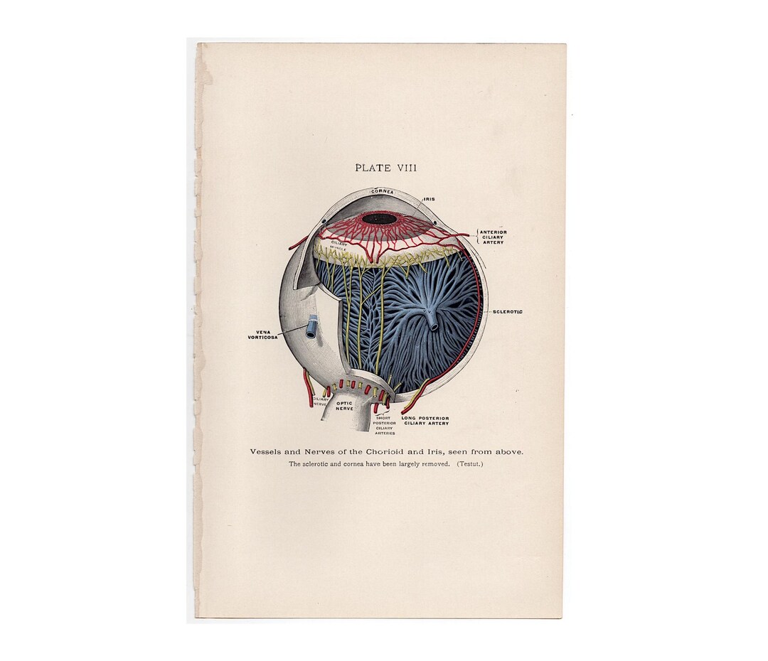 C. 1910 EYE ANATOMY Print • Original Antique Print • Medical ...