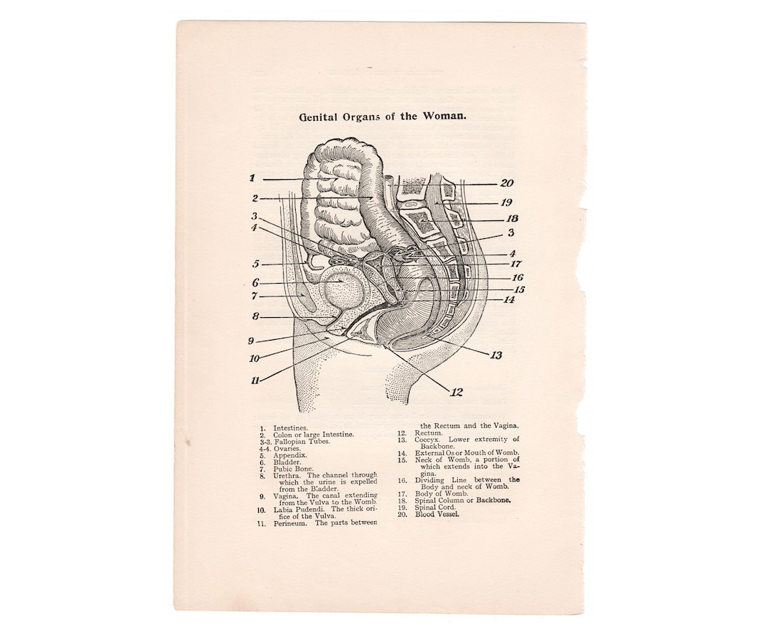 C. 1926 FEMALE GENITAL ORGANS Lithograph • Original Antique Print ...