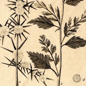 From 1775 ANTIQUE BOTANICAL Plants Flowers Original Antique Engraving ...