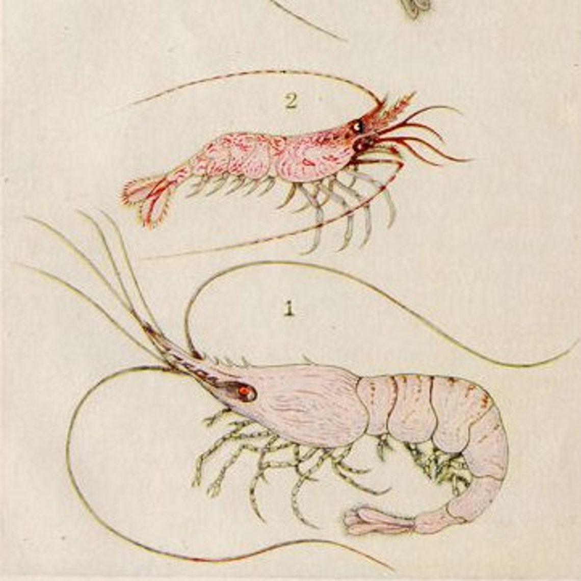 C. 1907 SHRIMP PRINT original antique sea life print | Etsy