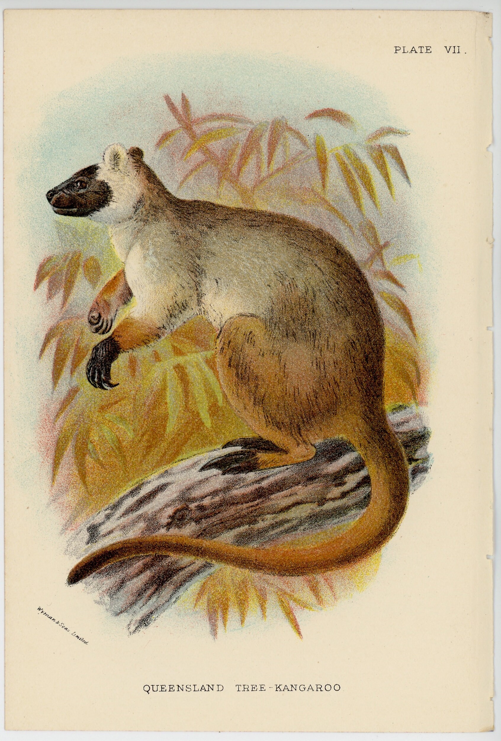 Tree Kangaroo Drawing