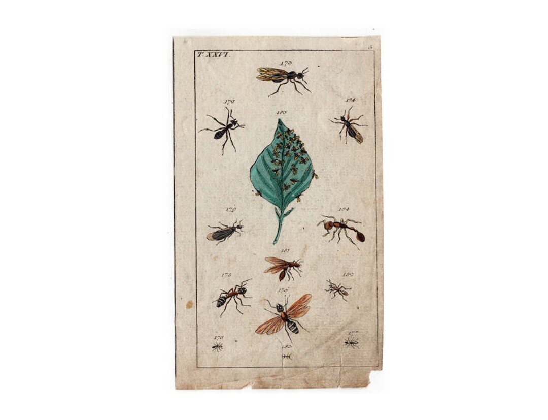 1809 INSECTS & BUGS Original Antique Engraving Rare and Unusual Mini ...