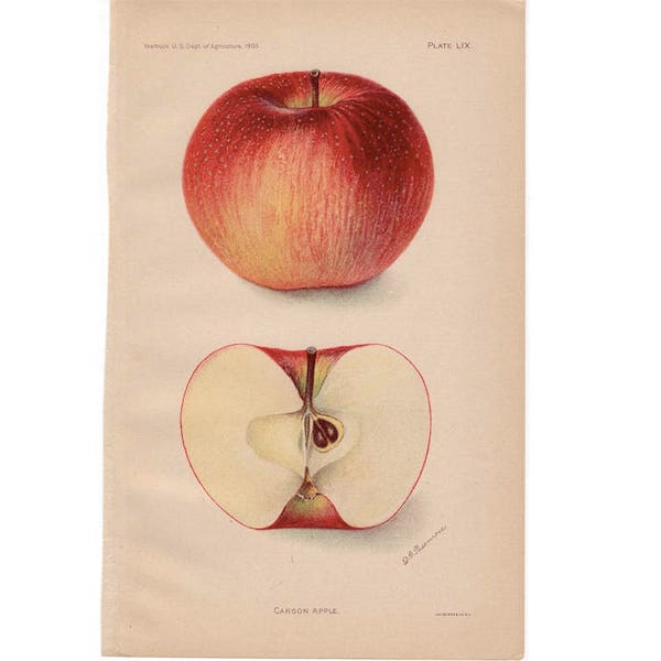 Apple Print - Etsy