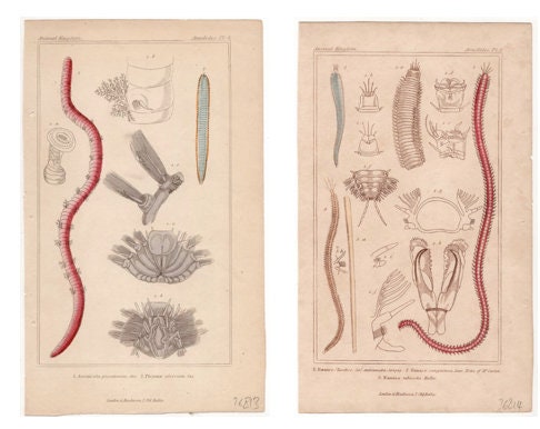 C. 1837 RED ANNELID Prints Original Antique Prints Worm - Etsy UK