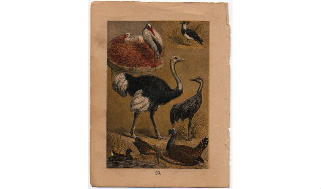 Tiny C. 1882 CRANE OSTRICH Etc Lithograph Original Antique Print Buffon ...