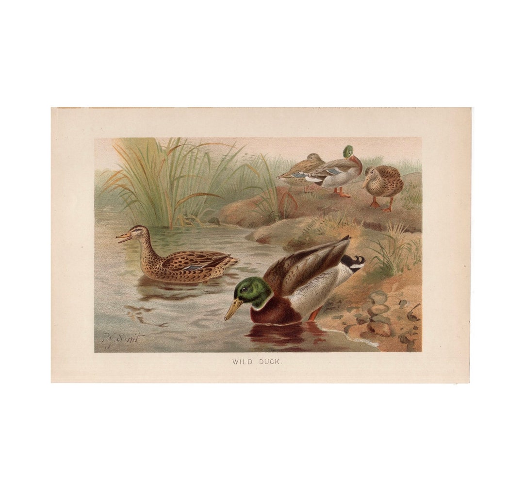 C. 1894 MALLARD DUCKS Lithograph • Original Antique Print • Antique ...