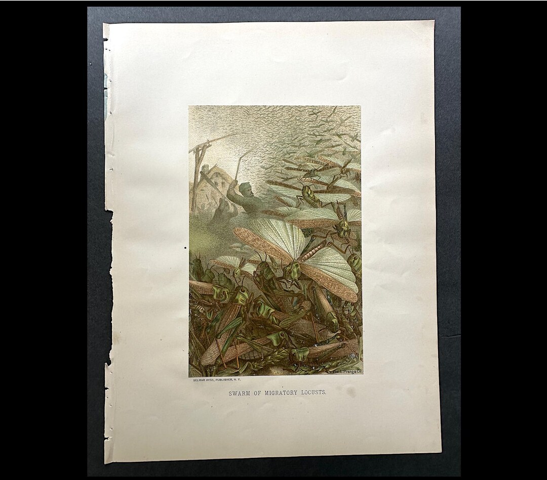 C. 1885 LOCUST SWARM Lithograph • Original Antique Print • Rev J. G ...
