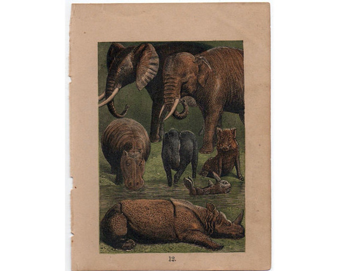 C. 1882 Safari ANTIQUE ANIMAL Lithograph Original Antique Wild Animals ...