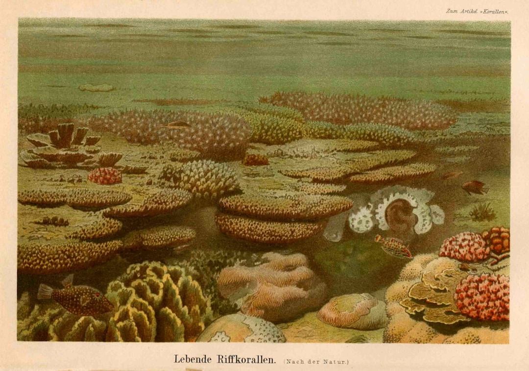 C. 1889 CORAL REEF Lithograph • Original Antique Print • Sea Life Print ...