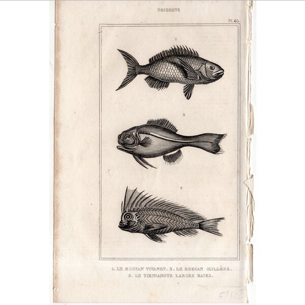 Antique Fish Print - Etsy