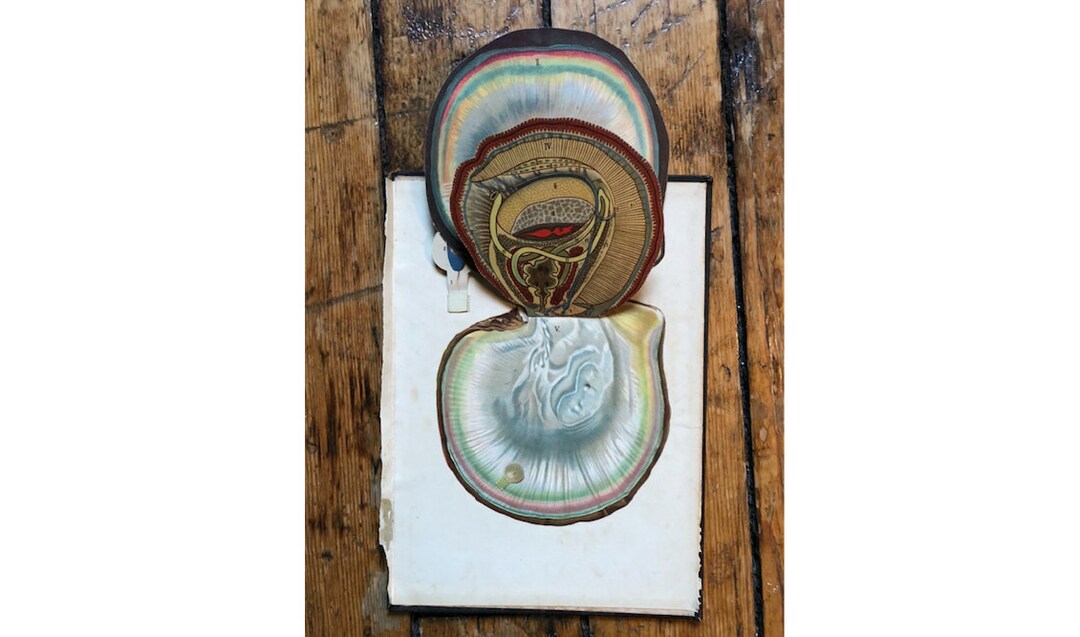 RARE C. 1930 PEARL OYSTER Anatomy Print Interactive 3D Original Vintage ...