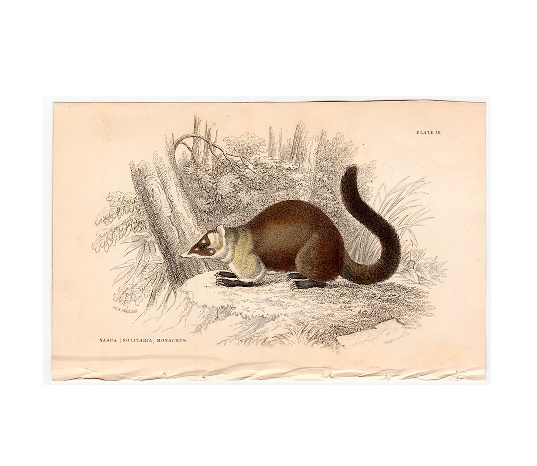 C. 1836 WHITE NOSE COATI Engraving • Original Antique Print ...