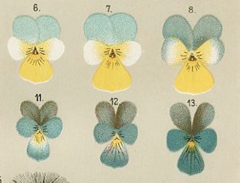 C. 1890 FLOWER COLOR & DEVELOPMENT Lithograph Original - Etsy