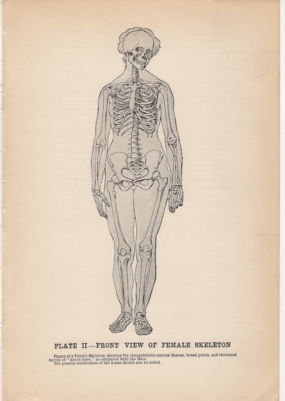 Female Skeleton Diagram