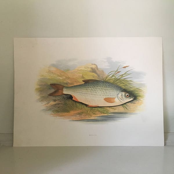 Antique Fish Print - Etsy