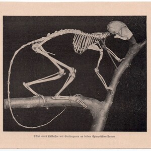 C. 1900 MONKEY SKELETON Lithographs • Original Antique Prints • Primate ...