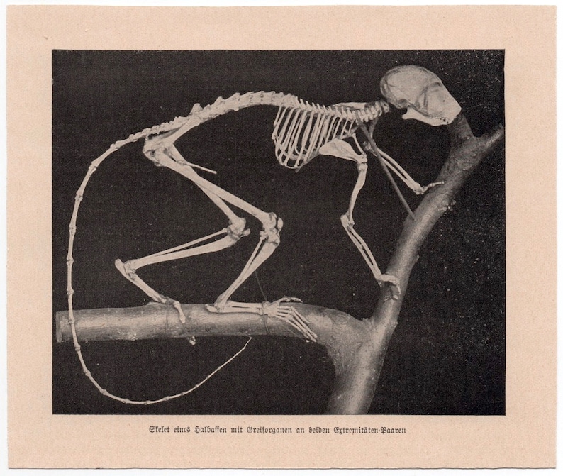 C. 1900 MONKEY SKELETON Lithographs • Original Antique Prints • Primate ...