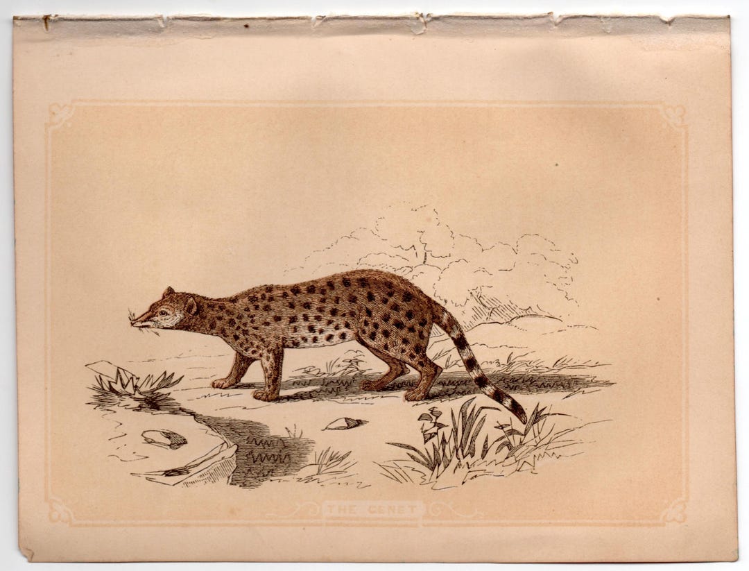 C.1853 GENET Lithograph - Original Antique Print • Animal Print - Small ...