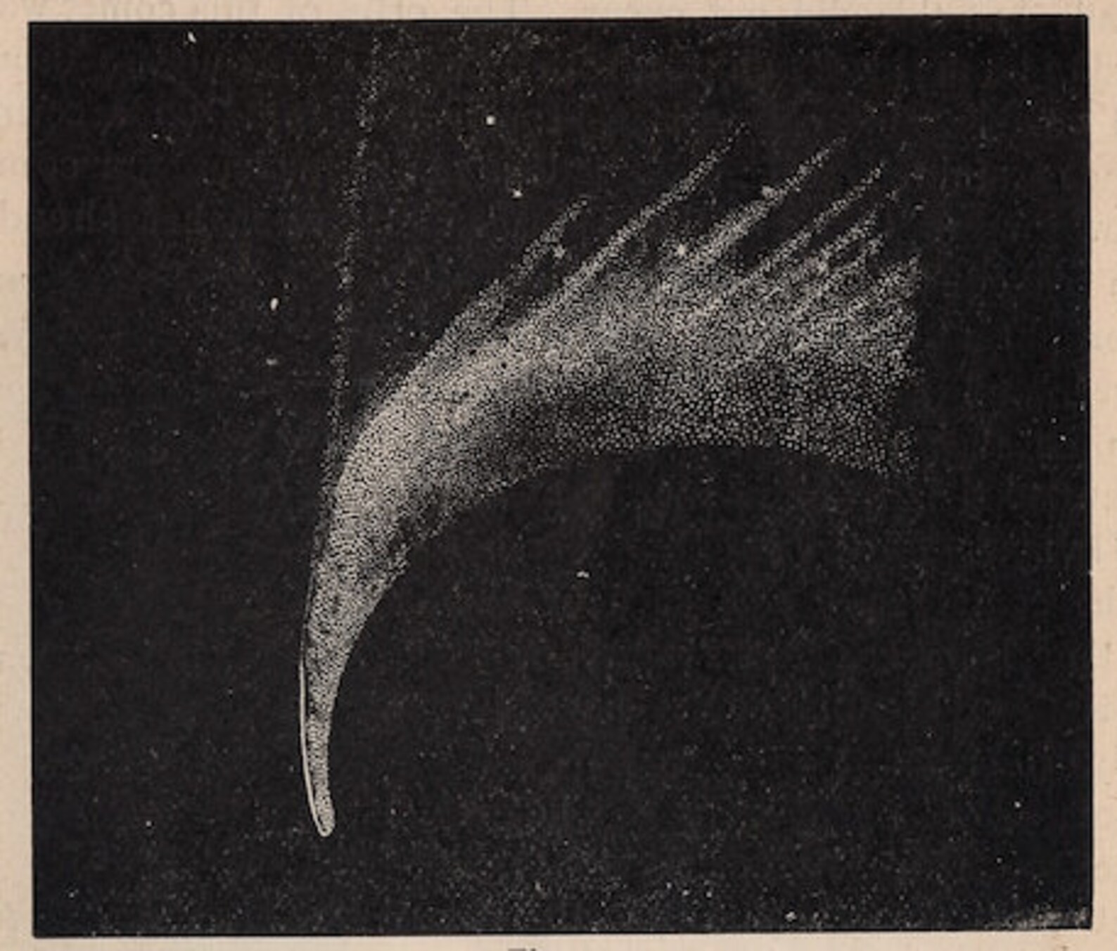 Antique Print Comets PRINT C. 1882 Original Antique | Etsy