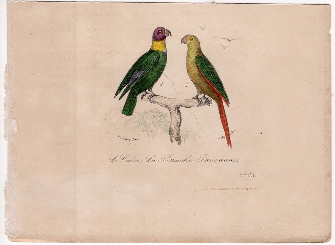 C. 1860 PARROTS Engraving • Original Antique Print • Hand Colored Bird ...