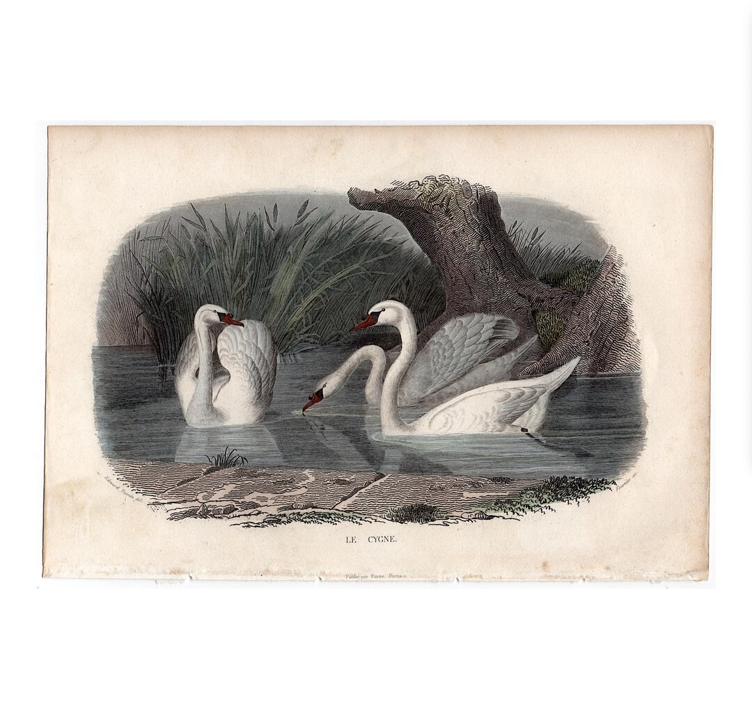 SWANS Engraving C. 1837 • Original Antique Print • Waterbird Print - Le ...