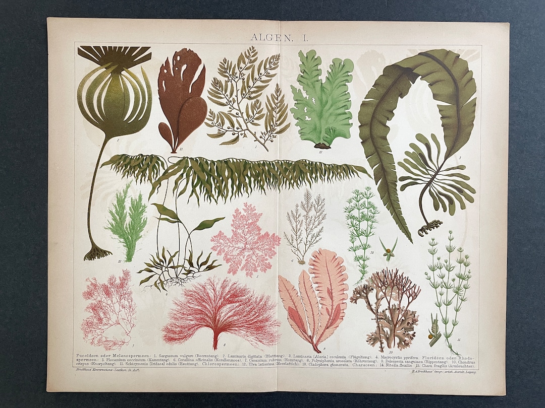 C. 1903 ALGAE Print - Original Antique Print - Ocean Flora • Marine ...