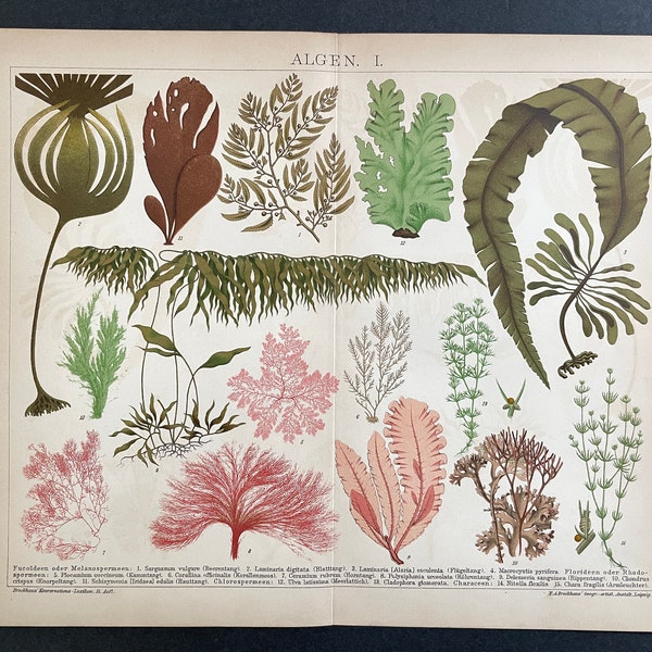 Algae Print - Etsy