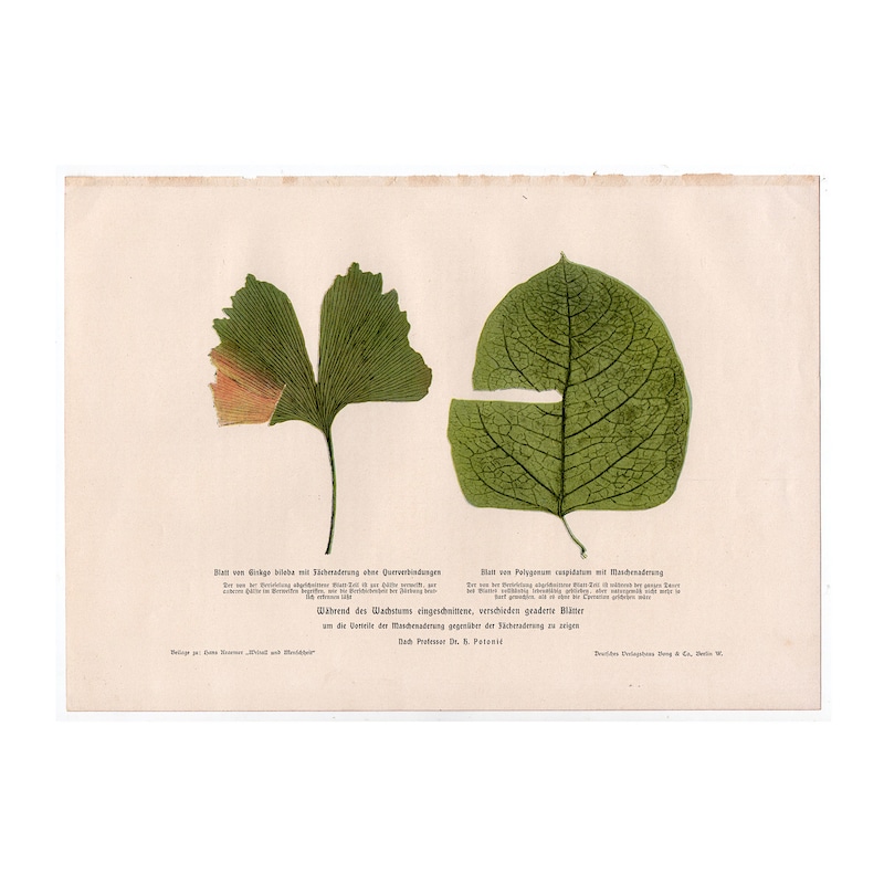Large Botanical Prints - Etsy