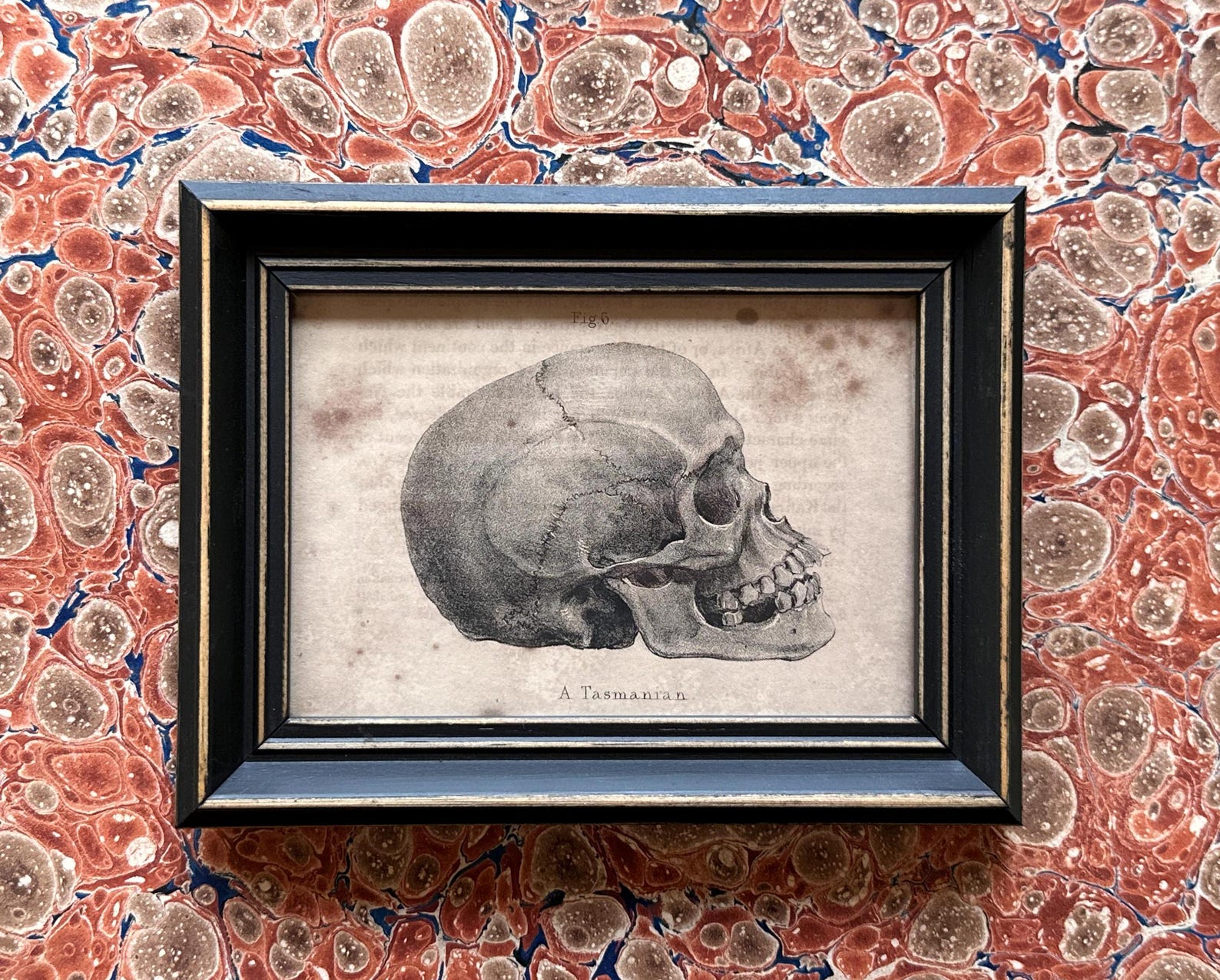 C. 1837 FRAMED SKULL Lithograph • Original Antique Print • Human ...