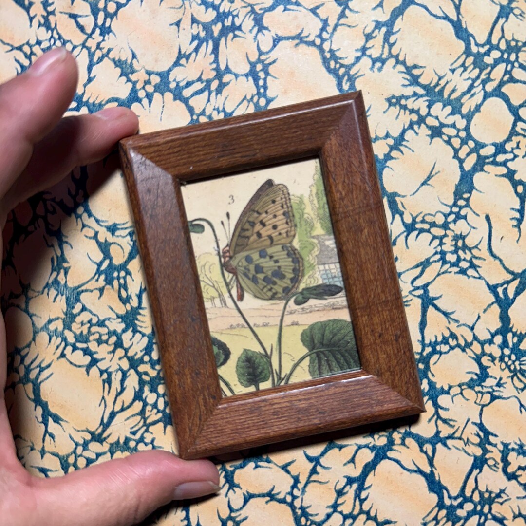 TINY! C. 1835 FRAMED MOTH Engraving • Original Vintage Print ...