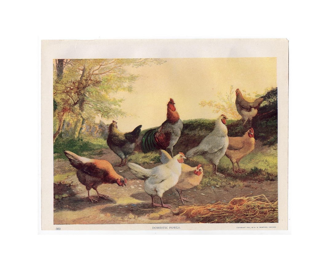 C. 1914 DOMESTIC FOWLS Lithograph • Original Antique Print • Chicken ...