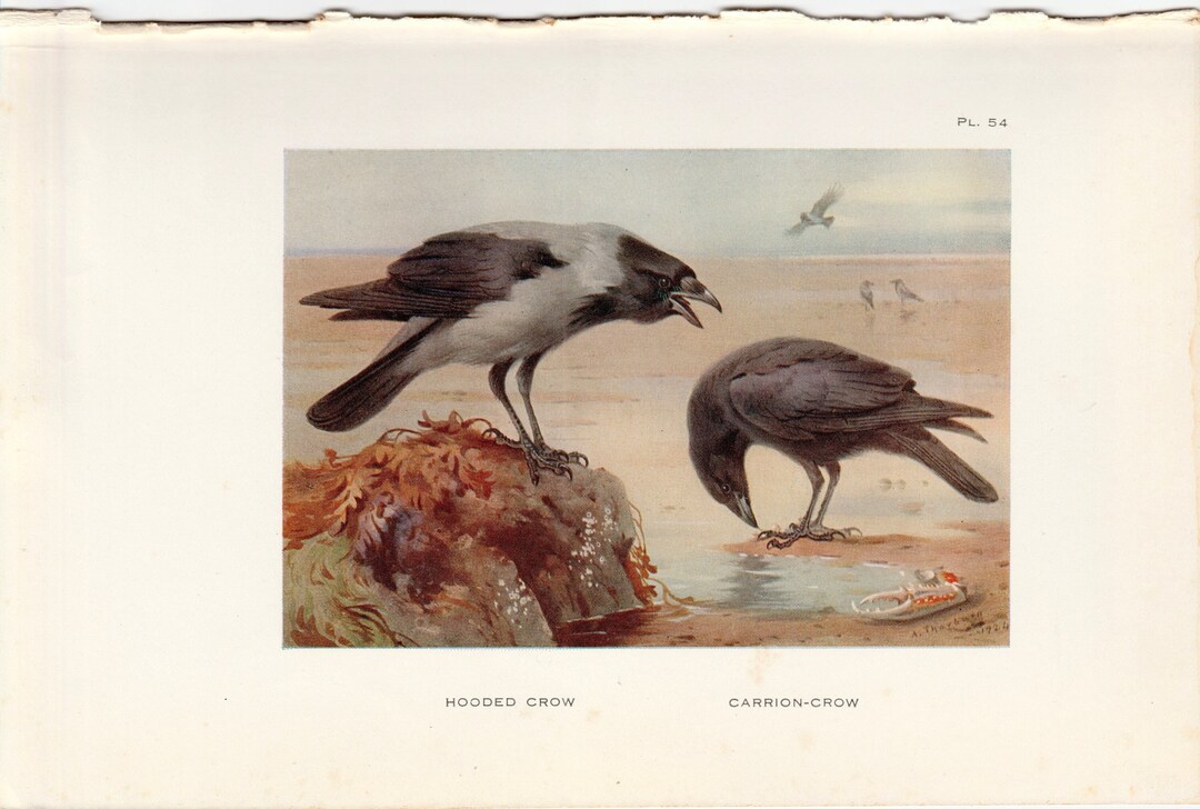 C. 1926 CROWS Lithograph - Original Vintage Print - Ornithology ...