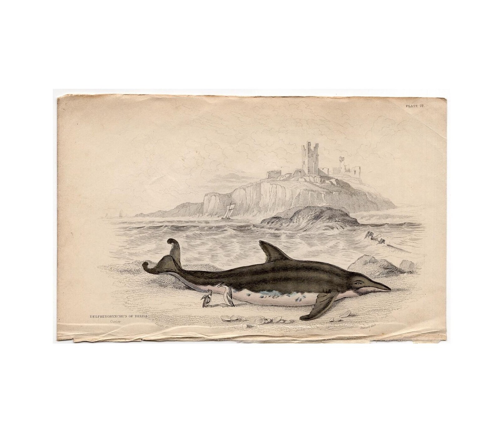 C. 1837 DOLPHIN Engraving • Original Antique Print • Sea Life Print ...