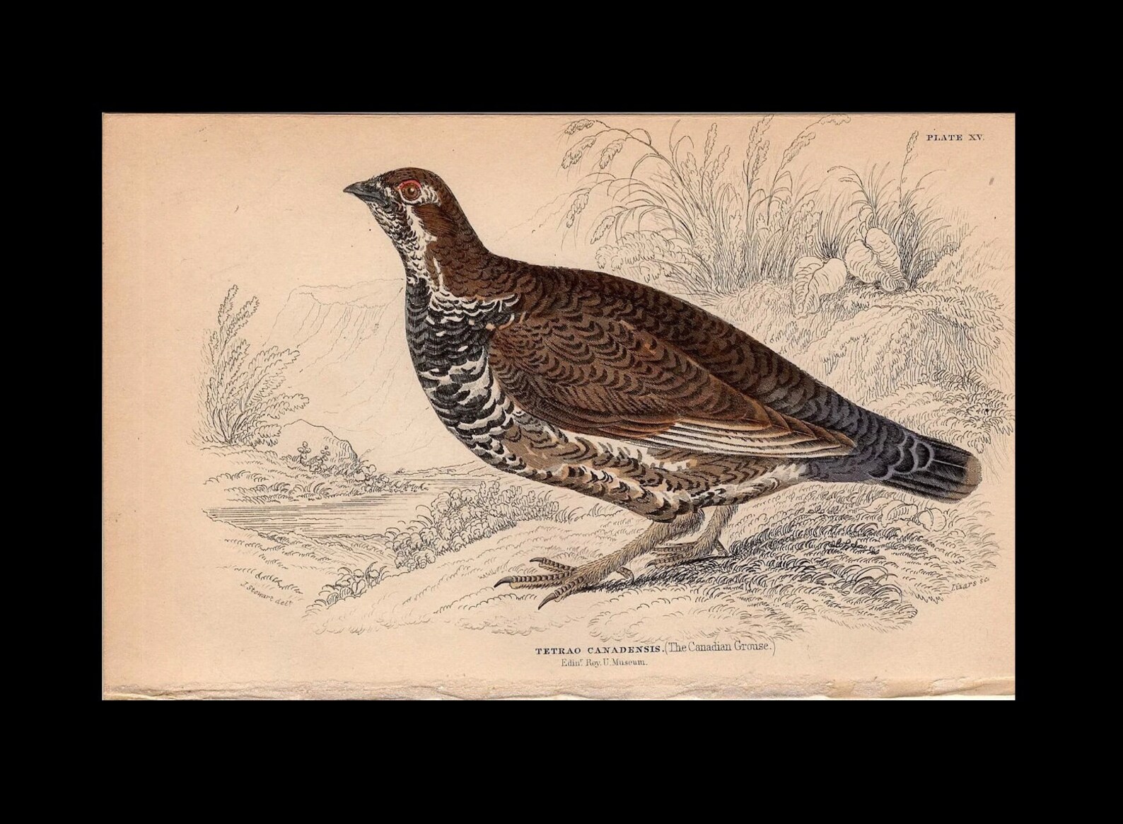 CANADIAN GROUSE Engraving C. 1836 • Original Antique Hand Colored ...