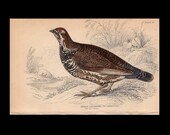 1836 CANADIAN GROUSE Engraving Original Antique Hand Colored - Etsy