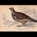 CANADIAN GROUSE Engraving C. 1836 • Original Antique Hand Colored ...