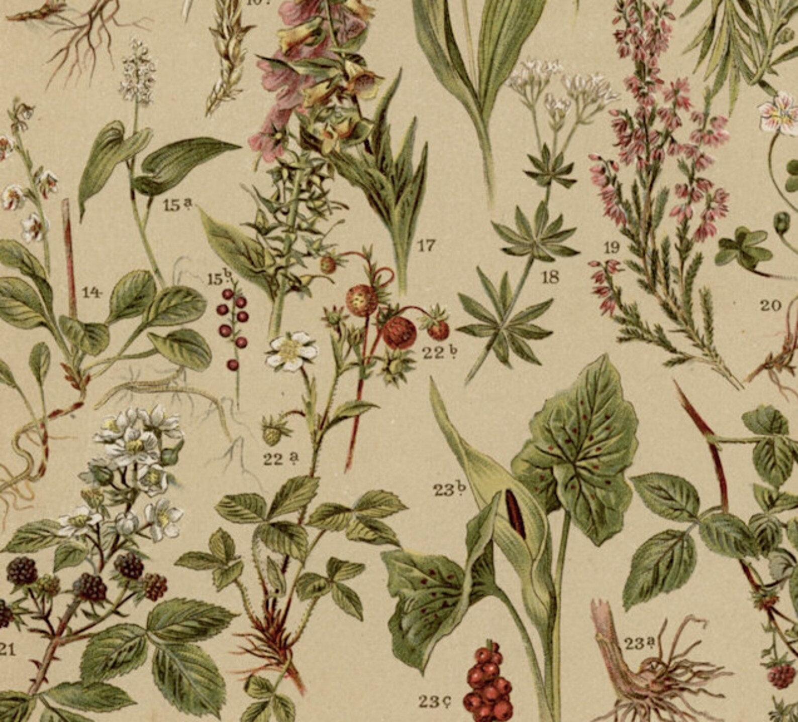 C. 1899 ANTIQUE BOTANICAL prints set of 2 original antique | Etsy