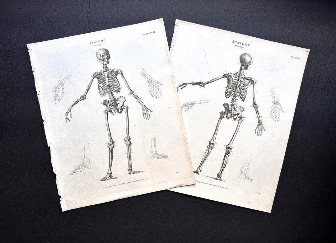 C. 1820 SKELETONS • FRONT & BACK Engravings • Set of 2 Original Antique ...