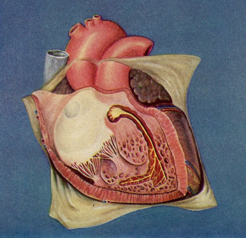 C 1940 THE HEART Lithograph • Original Vintage Print • Human Anatomy ...