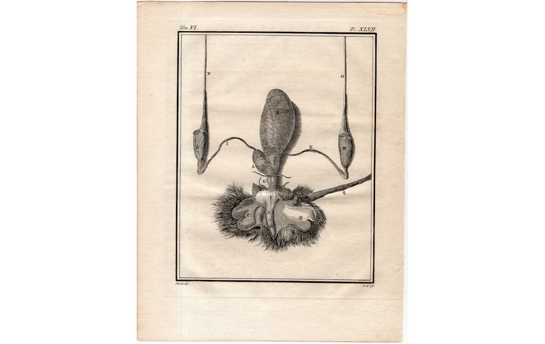 C. 1777 RABBIT ANATOMY Engraving - Original Antique Print • Internal ...